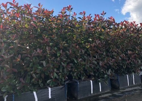 Glansmispel, Photinia fraseri 'Red Robin' kopen