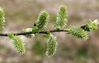 Wilgenboom kopen? Bestel ze hier! | Ten Hoven Bomen