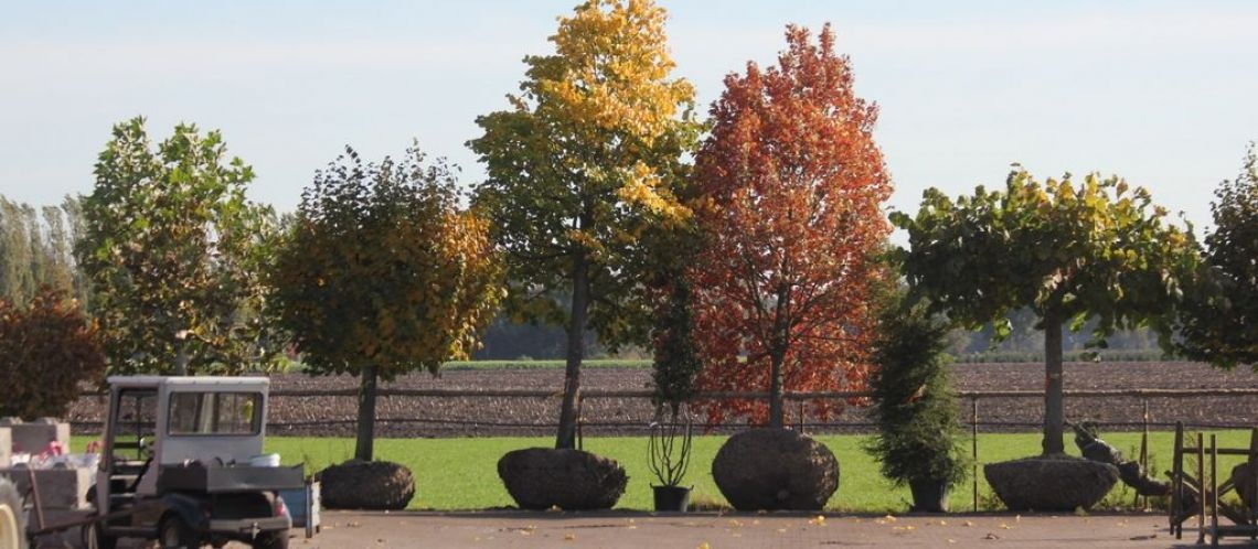 Grote volwassen bomen en struiken kopen?