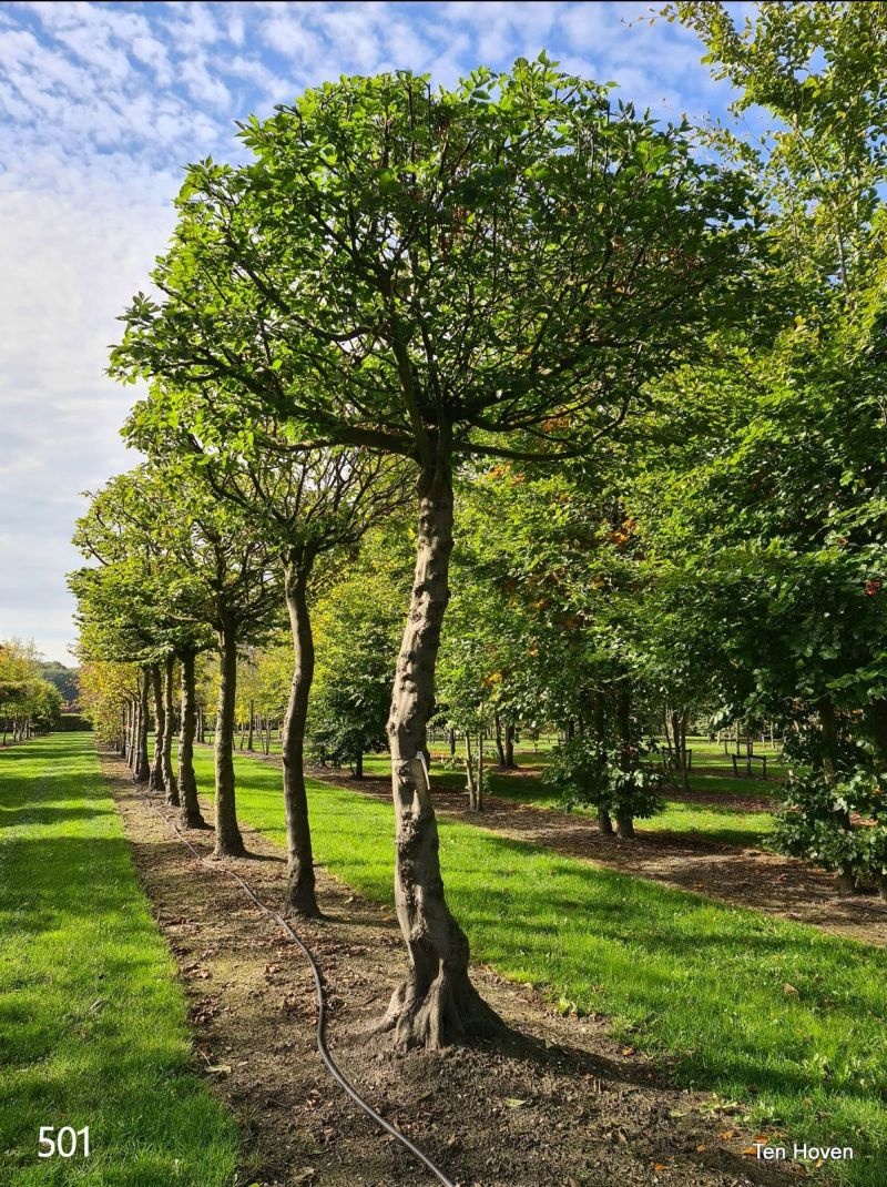 Haagbeuk, Carpinus betulus kopen