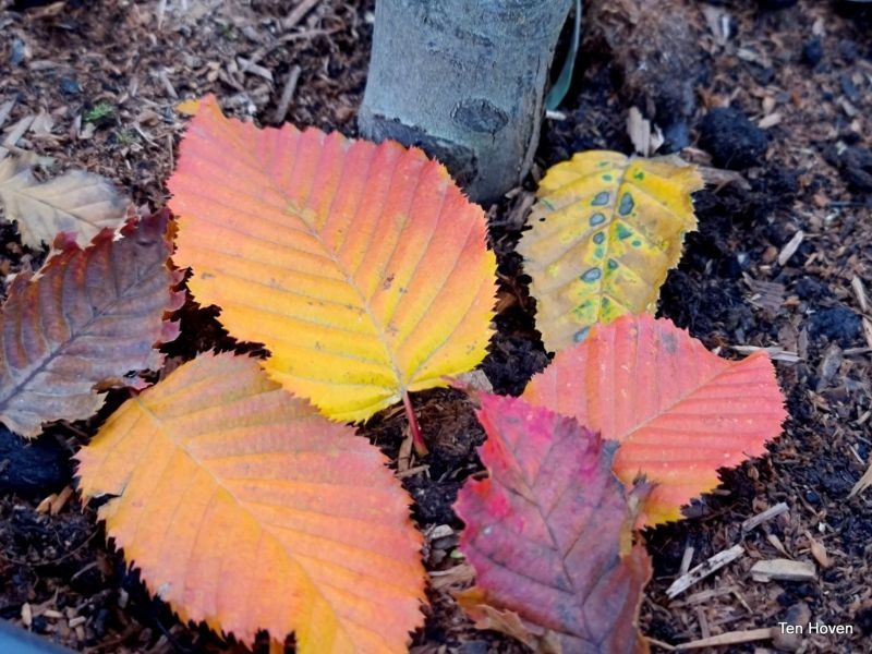 Haagbeuk 'Rockhampton Red' , Carpinus bet. 'Rockhampton Red' kopen