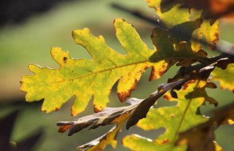 Eikenboom kopen? Bestel ze hier! | Ten Hoven Bomen