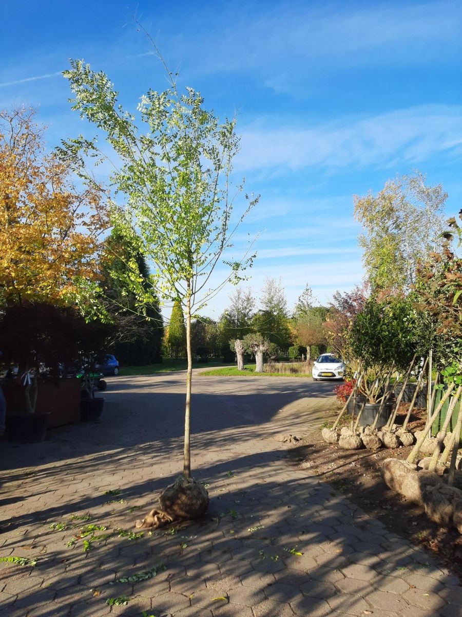 Honingboom, Sophora japonica (Styphnolobium japonicum) kopen