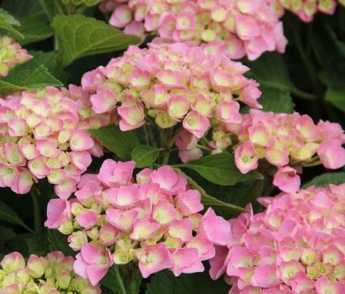 Hortensia 'Magical Coral', Hydrangea macr. 'Magical Coral' kopen
