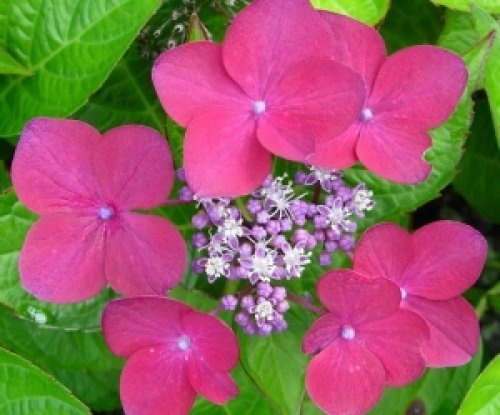 Hortensia 'Teller Red', Hydrangea macrophylla 'Teller Red' kopen