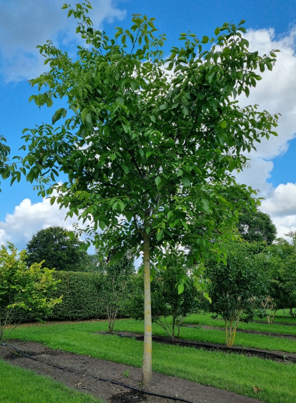 Walnoot 'Buccaneer', Juglans regia 'Buccaneer' kopen