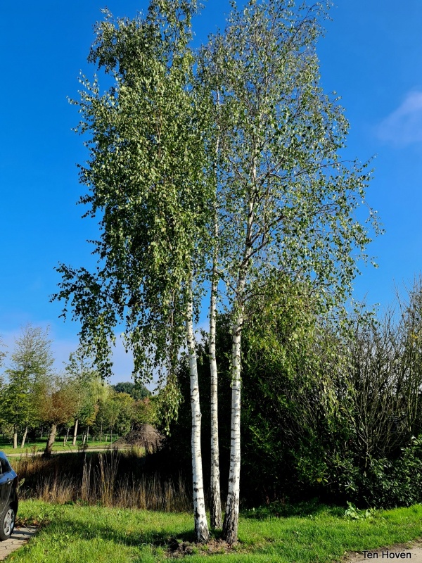 Ruwe Berk, Betula pendula kopen