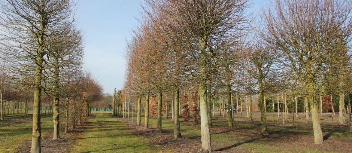 Inheemse bomen kopen