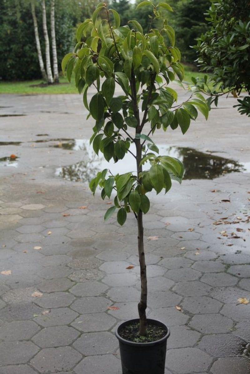 Kaki boom 'Nikita's Gift', Diospyros 'Nikita's Gift' kopen