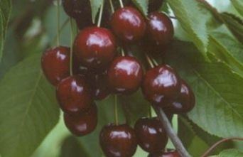 Kersenbomen kopen? Groot assortiment!