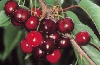 Kersenbomen kopen? Groot assortiment!