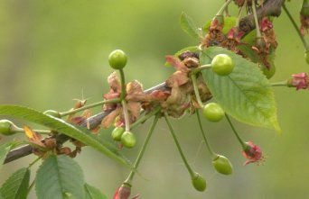 Kersenbomen kopen? Groot assortiment!