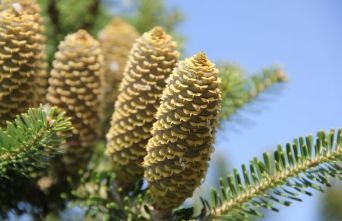 Naaldbomen kopen? Bekijk ons aanbod hier | Ten Hoven Bomen