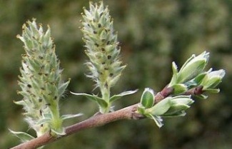 Wilgenboom kopen? Bestel ze hier! | Ten Hoven Bomen