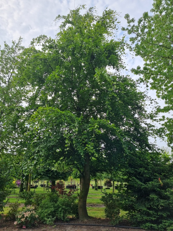 Groene beuk als klimboom , Fagus sylvatica kopen