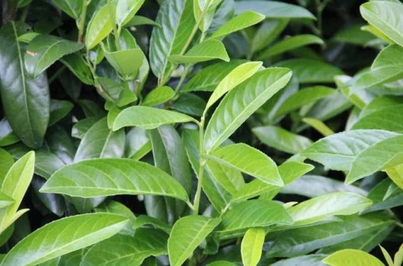 Laurierkers 'Genolia', Prunus laurocerasus 'Genolia' kopen