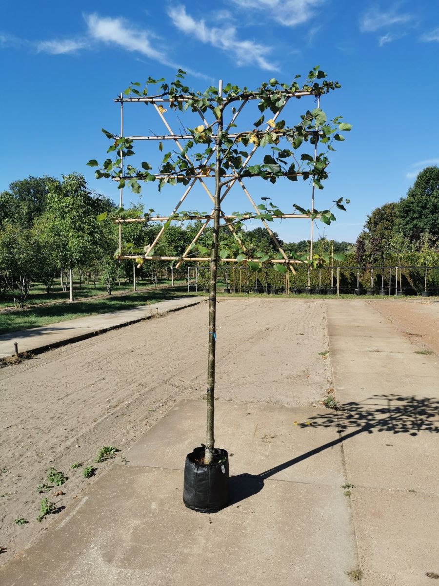 Leilinde, koningslinde, Tilia x europaea 'Pallida' kopen