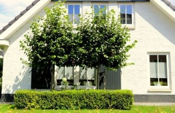 Leiboom kopen? bekijk ons aanbod! | Ten Hoven Bomen