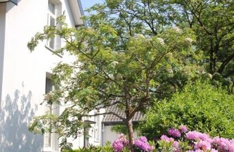 Lijsterbes (Sorbus aucuparia) kopen? | Ten Hoven Bomen