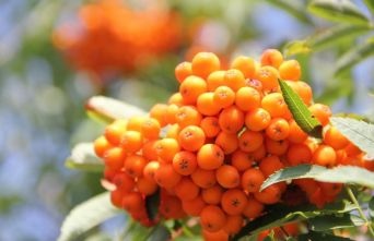 Lijsterbes (Sorbus aucuparia) kopen? | Ten Hoven Bomen