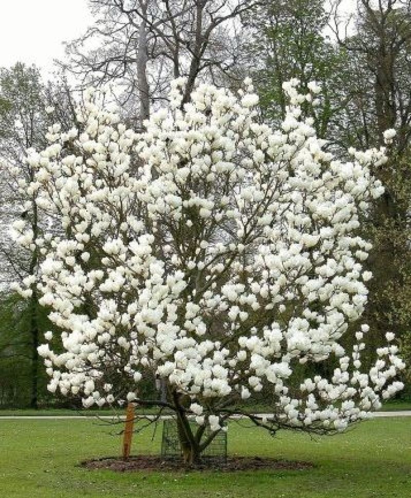 Magnolia 'Alba Superba', Magnolia soulangeana 'Alba Superba' kopen