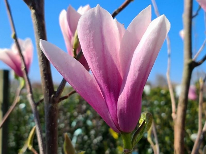 Magnolia 'Heaven Scent' , Magnolia 'Heaven Scent' kopen