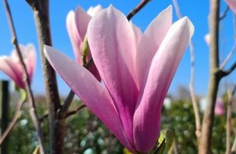 Meerstammige bomen kopen? Voor grote en kleine tuinen! | Ten Hove