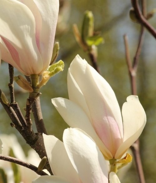 Magnolia, Magnolia soulangeana kopen
