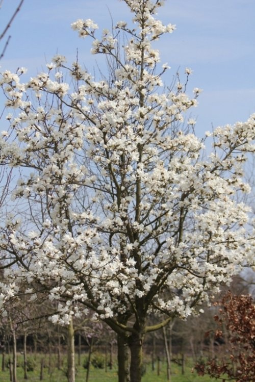Magnolia kobus, Magnolia kobus kopen