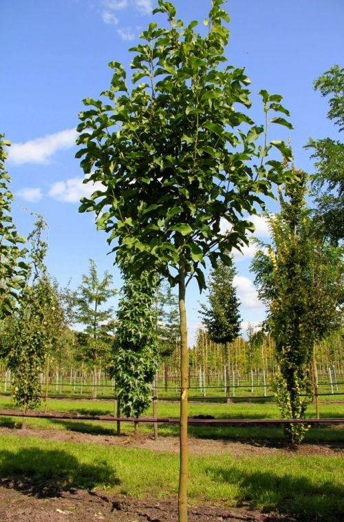 Magnolia 'Spectrum', Magnolia 'Spectrum' kopen