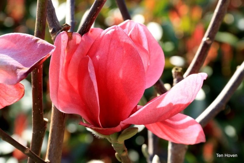 Magnolia 'Watermelon', Magnolia 'Watermelon' kopen