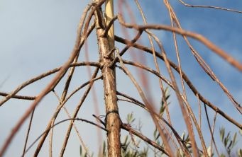 Naaldbomen kopen? Bekijk ons aanbod hier | Ten Hoven Bomen