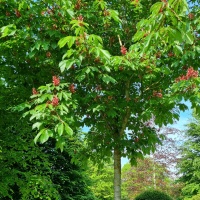 Aesculus pavia is een dwergsoort van de kastanjeboom