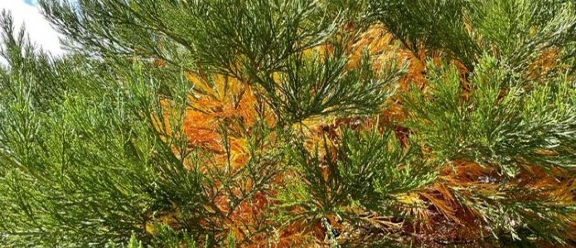 Naaldbomen worden bruin van binnen? | Bekijk onze info.