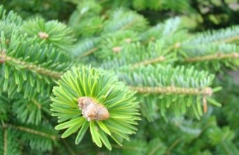 Sparren kopen? Bestel ze hier! | Ten Hoven Bomen