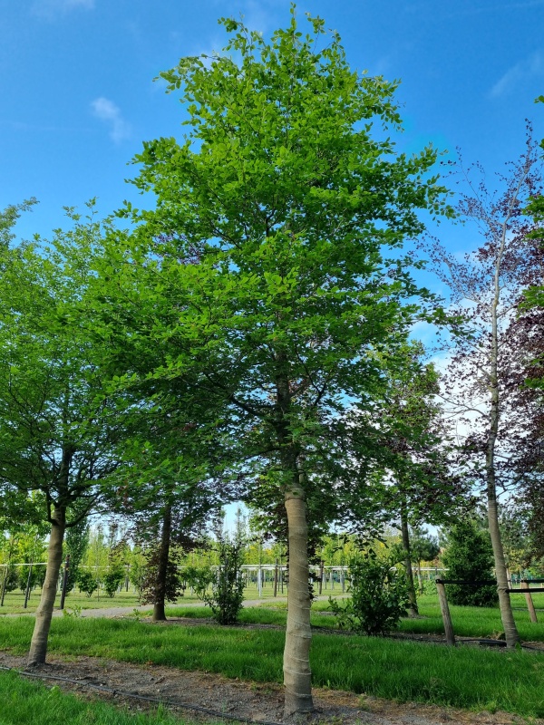 Gewone Beuk, Groene Beuk, Fagus sylvatica kopen