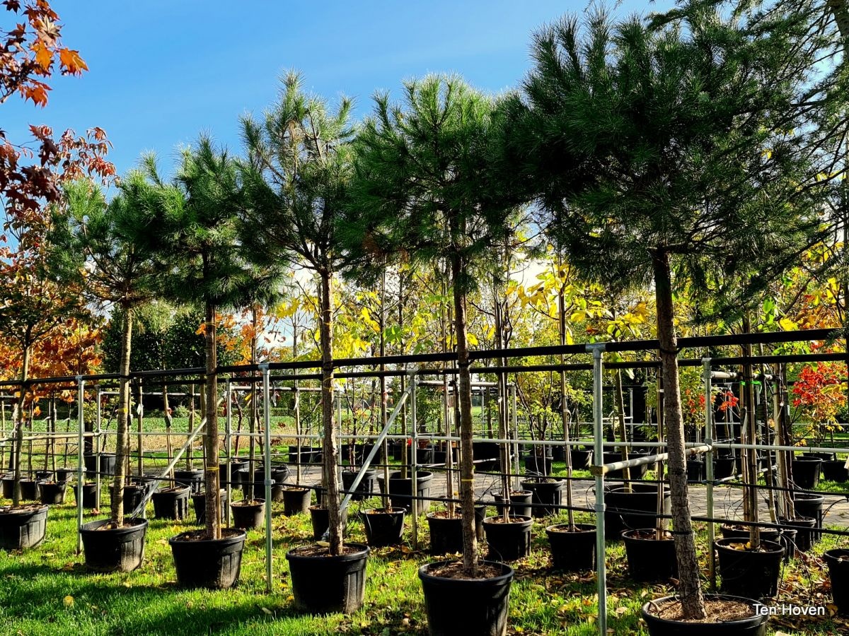 Parasolden, Pinus pinea kopen