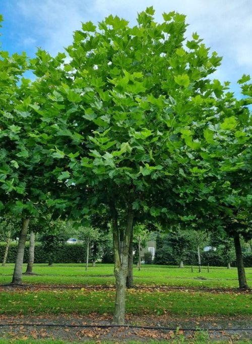Plataan, Platanus x hispanica kopen