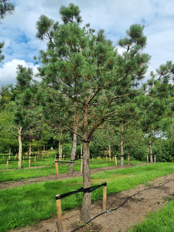 Grove Den, Pinus sylvestris kopen