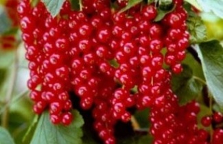 Bessenstruik kopen? Bestel ze hier! | Ten Hoven Bomen