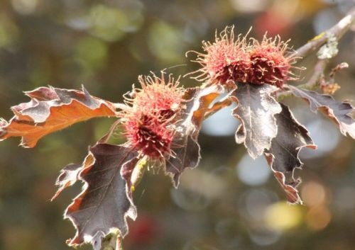 Rode Beuk 'Riversii', Fagus sylvatica 'Riversii' kopen