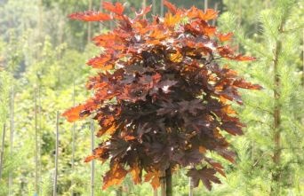 Boompjes op stam kopen? Bestel ze hier! | Ten Hoven Bomen