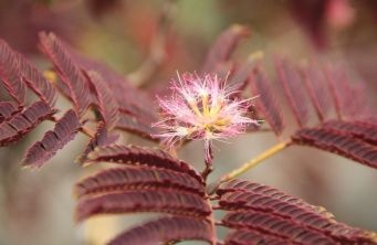 Boompjes op stam kopen? Bestel ze hier! | Ten Hoven Bomen