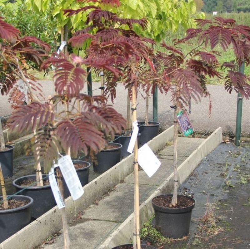 Roodbladige Perzische slaapboom , Albizia julibrissin 'Evey's Pride' kopen