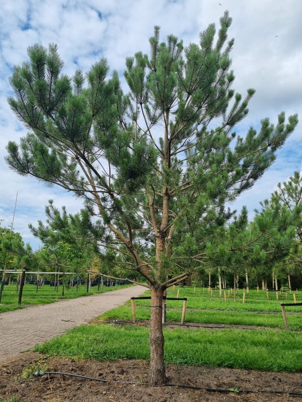 Grove Den, Pinus sylvestris kopen