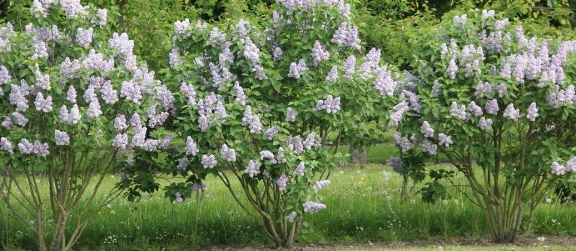 Seringen voor kleur en geur in de tuin