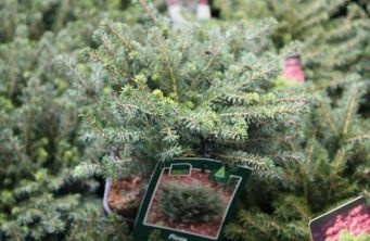 Naaldbomen kopen? Bekijk ons aanbod hier | Ten Hoven Bomen