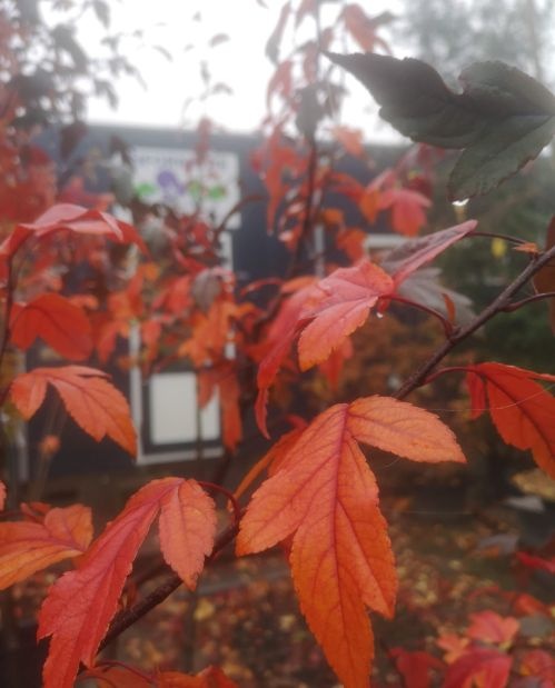 Sierappel 'Freja' , Malus toringo 'Freja' kopen