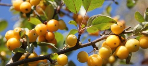 Sierappel 'Golden Hornet' , Malus 'Golden Hornet' kopen