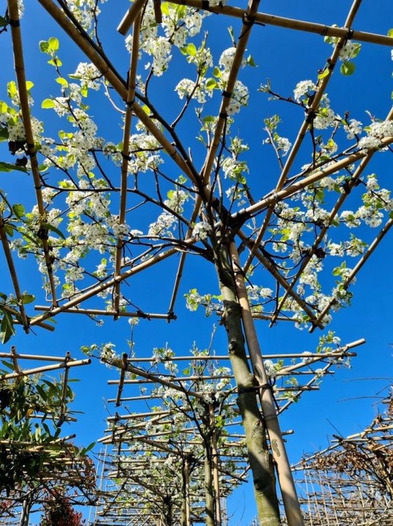 Sierpeer, Pyrus calleryana 'Chanticleer' kopen